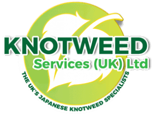 Japanese Knotweed Identification: Step-by-Step Visual Guide