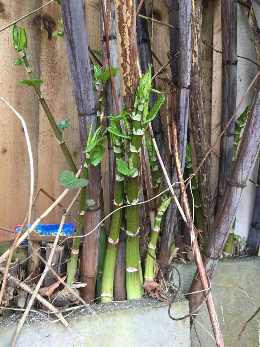 See just how quickly Japanese Knotweed grows! - knotweedservices.co.uk