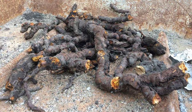 Japanese Knotweed Damage: Identifying and Preventing Harm