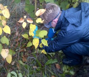 Japanese Knotweed Identification Guide | Identify It Early!