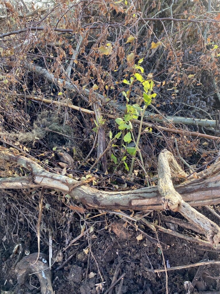 Japanese Knotweed Root System - knotweedservices.co.uk