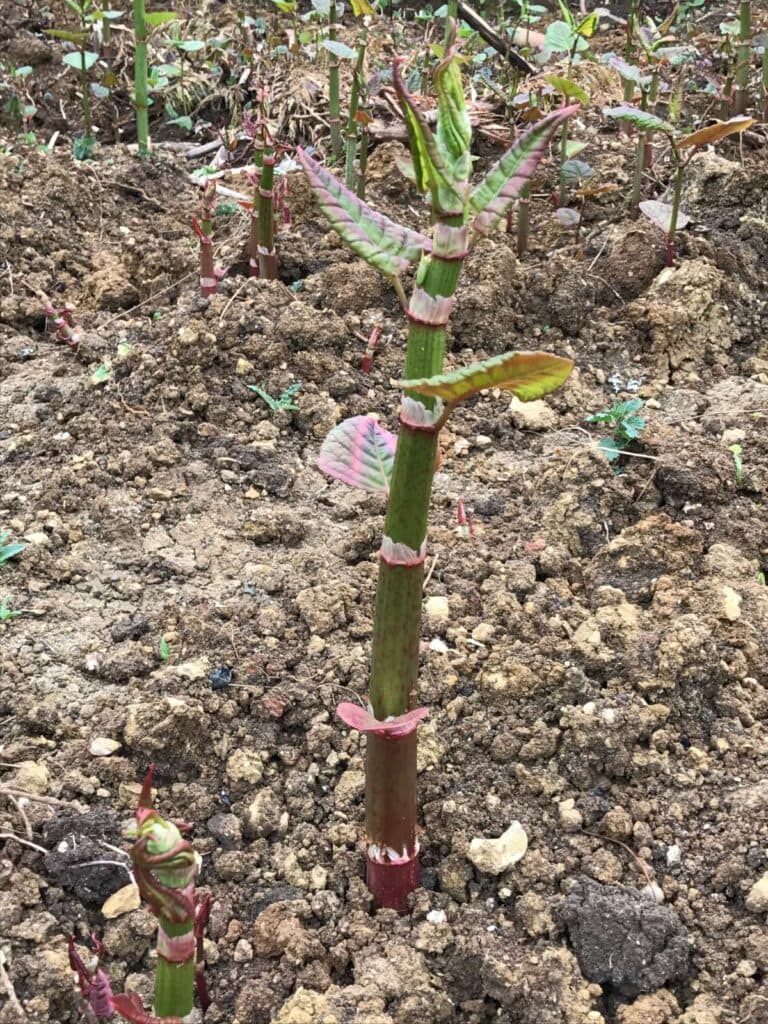Japanese Knotweed Parts: Stems, Leaves, Roots & Flowers