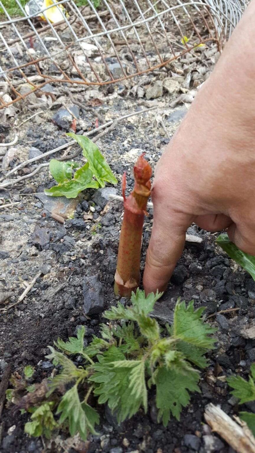 Japanese Knotweed Root System - knotweedservices.co.uk