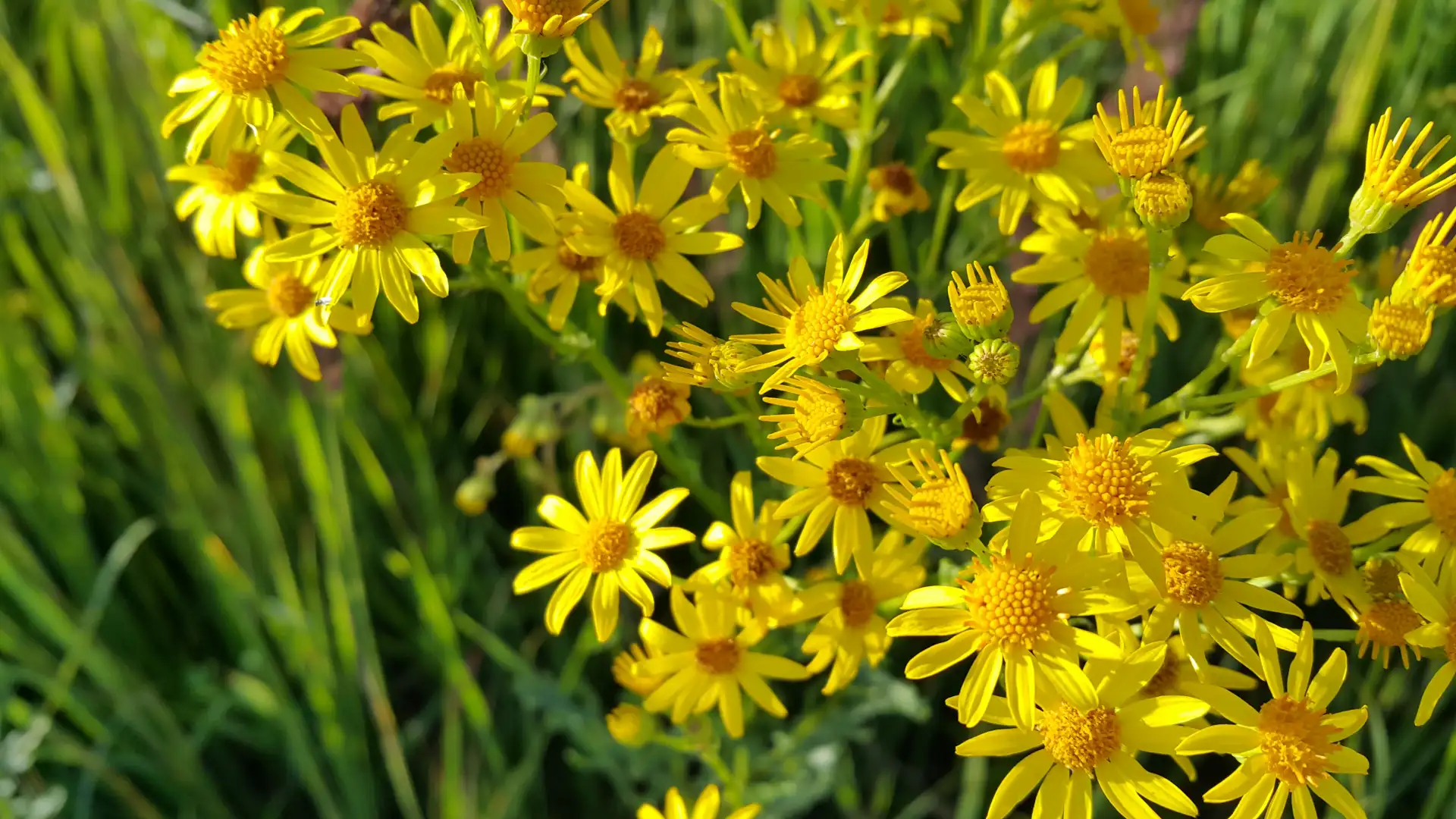 Common Ragwort Removal | Rid Yourself of This Invasive Weed