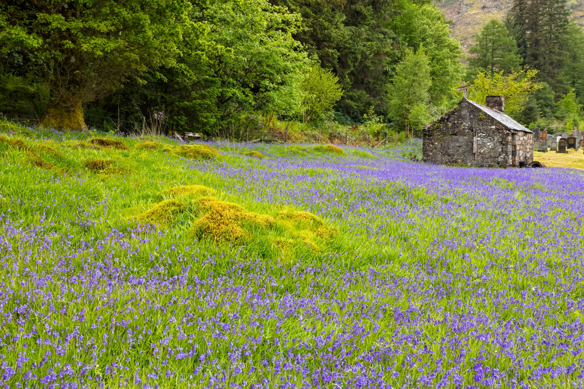 Stonehouse's Top Japanese Knotweed Removal Experts - Efficient ...